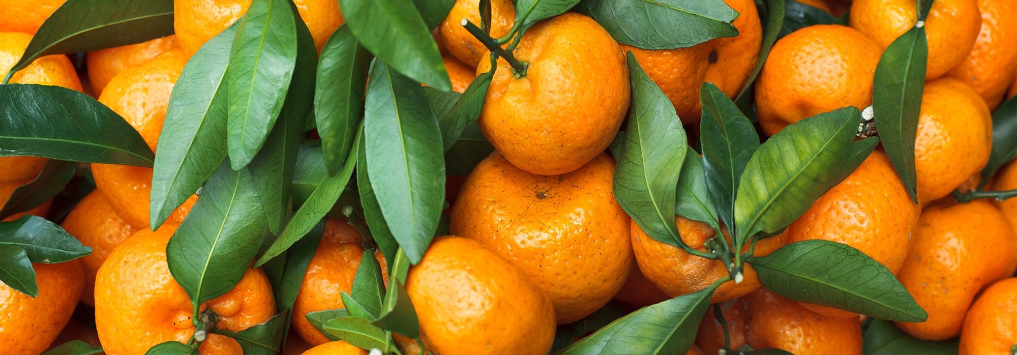 Mandarin perfume ingredient - Wikiparfum