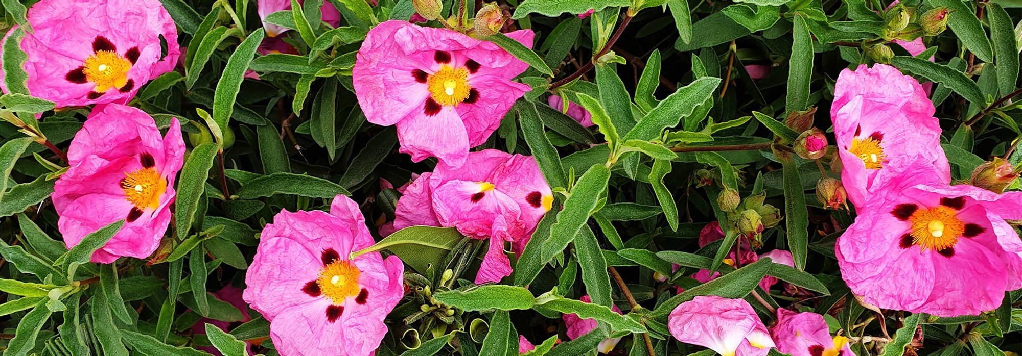 Ciste Labdanum perfume ingredient - Wikiparfum