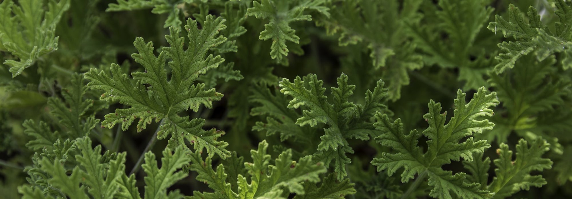 Geranium perfume ingredient - Wikiparfum