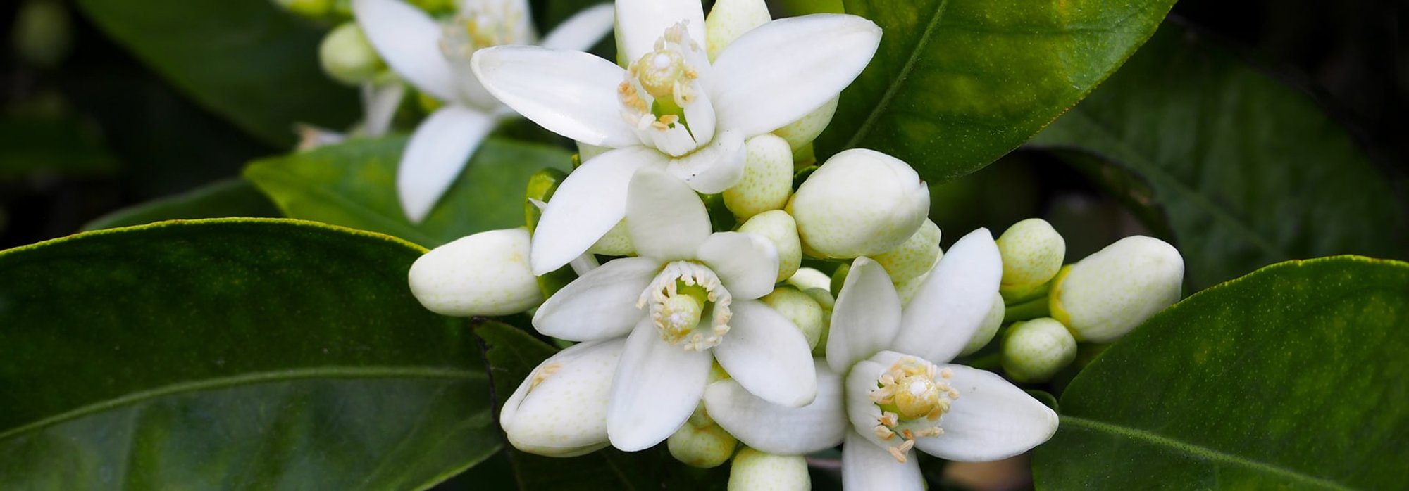 Neroli perfume ingredient - Wikiparfum