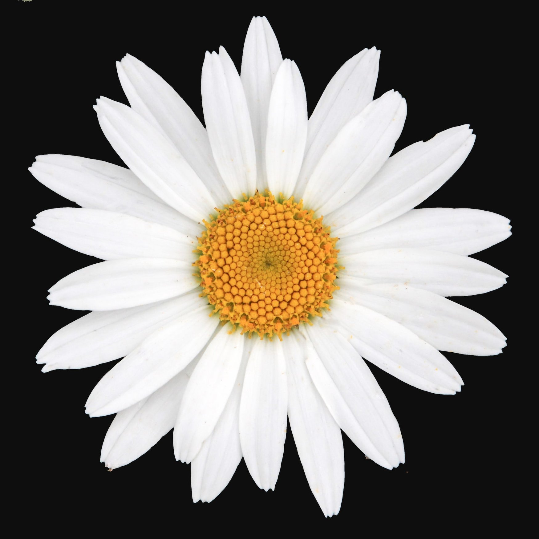 YAKEÑ perfume by Fueguia 1833 - Wikiparfum